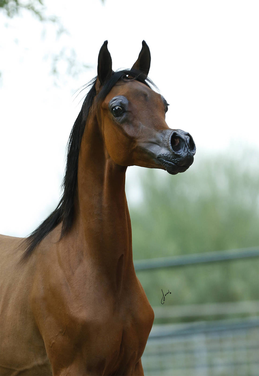 El Rey Magnum, the cartoon horse