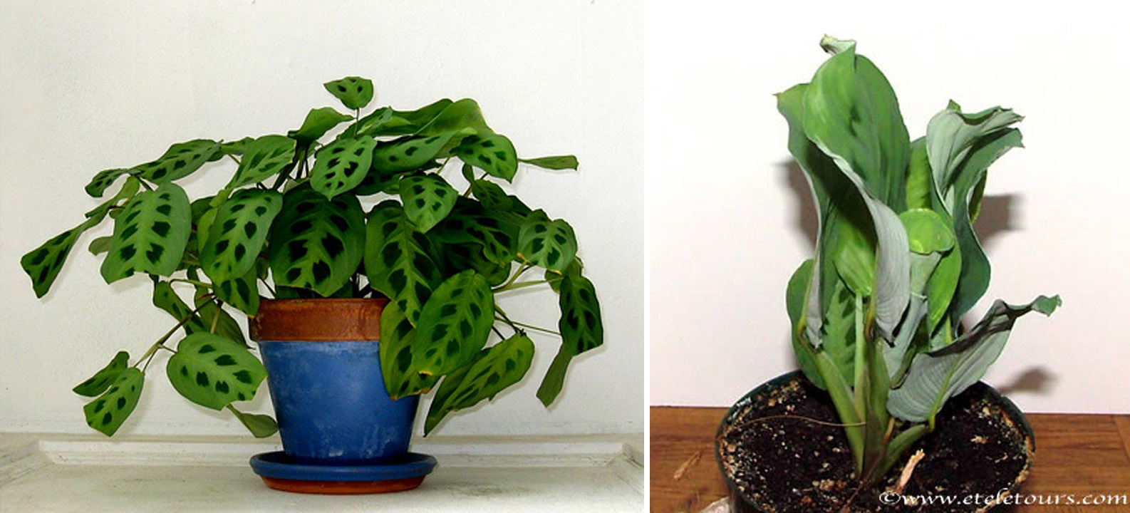 Which is the dearest houseplant in you own, and how long has it ...