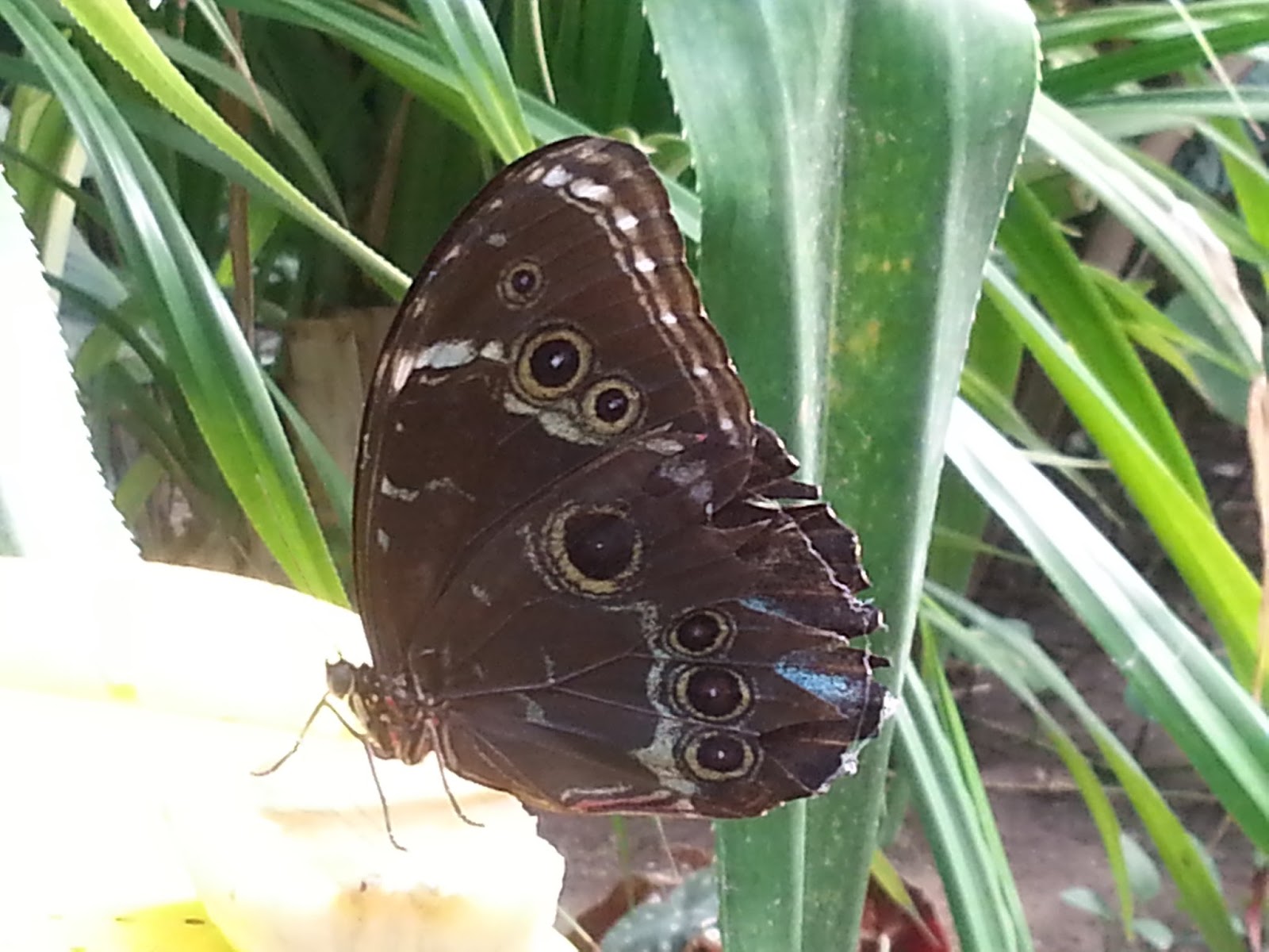 Podróżujemy po Polsce i nie tylko...: TROPIKALNE MOTYLE - FARMA MOTYLI ...
