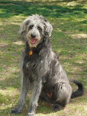 German Shepherd Standard Poodle Mix | Dog German Shepherds