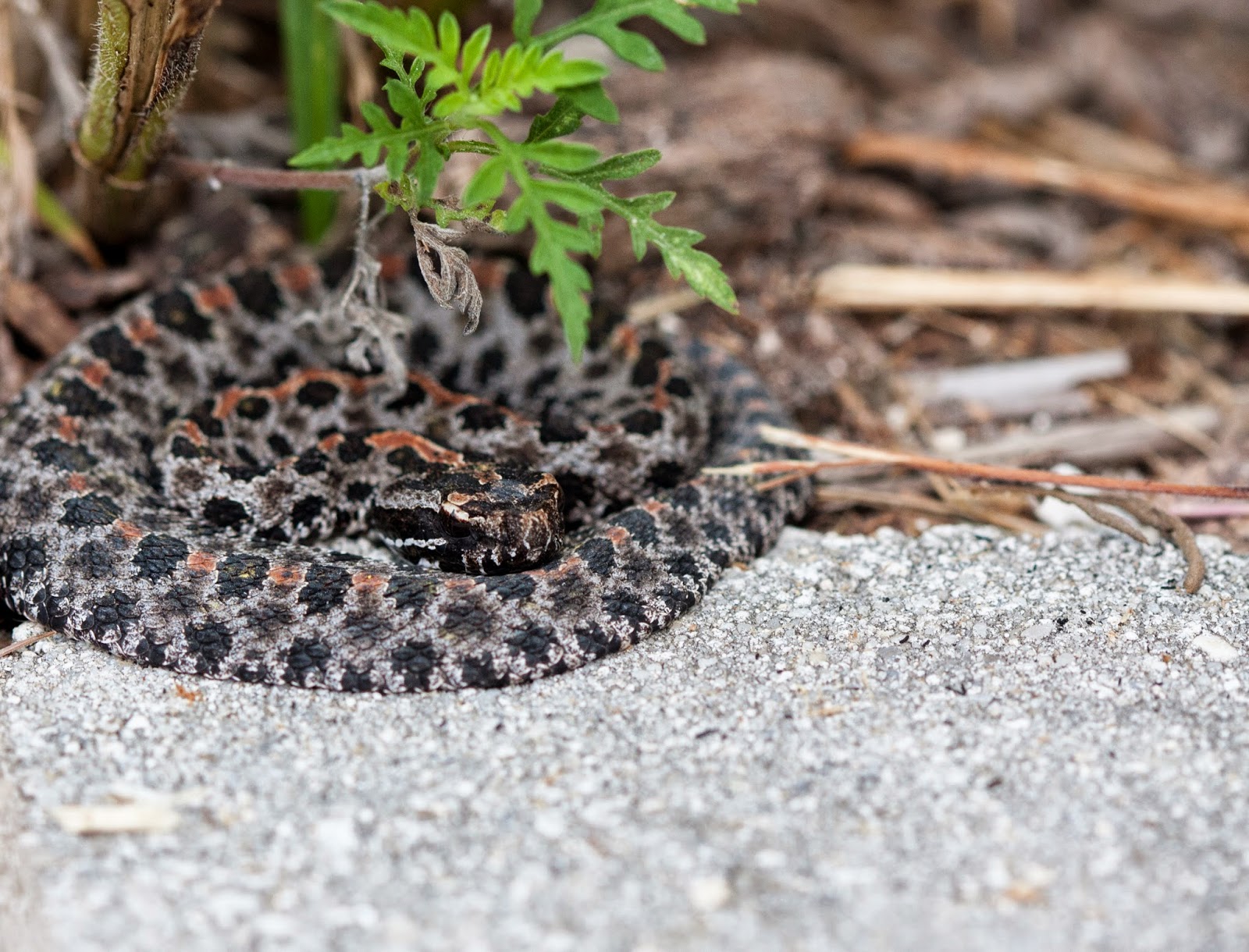 Salamander-Shmalamander: June 2014