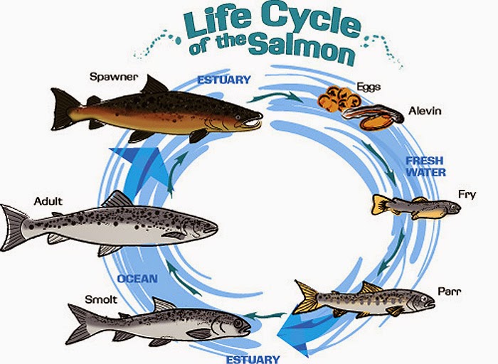 Every things : Salmon fish