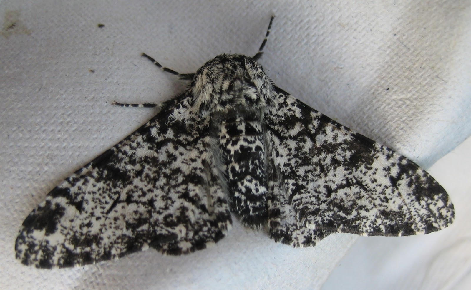 Martin's Moths: Light and shade