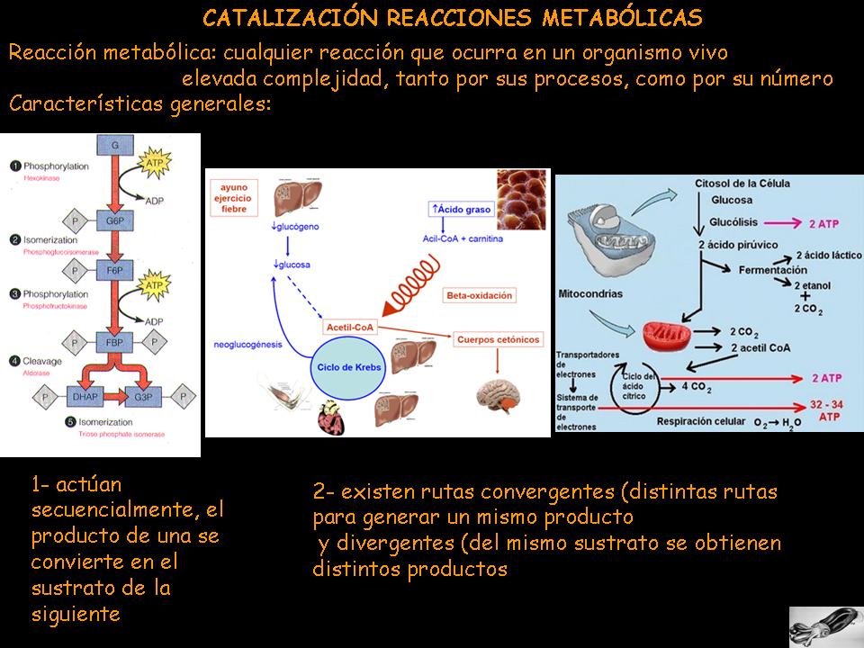 ...y la vida evolucionó: ENZIMAS: CATALIZACIÓN DE REACCIONES ...