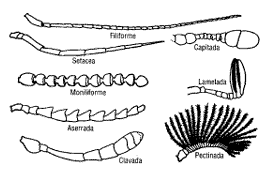 entomologia: septiembre 2012