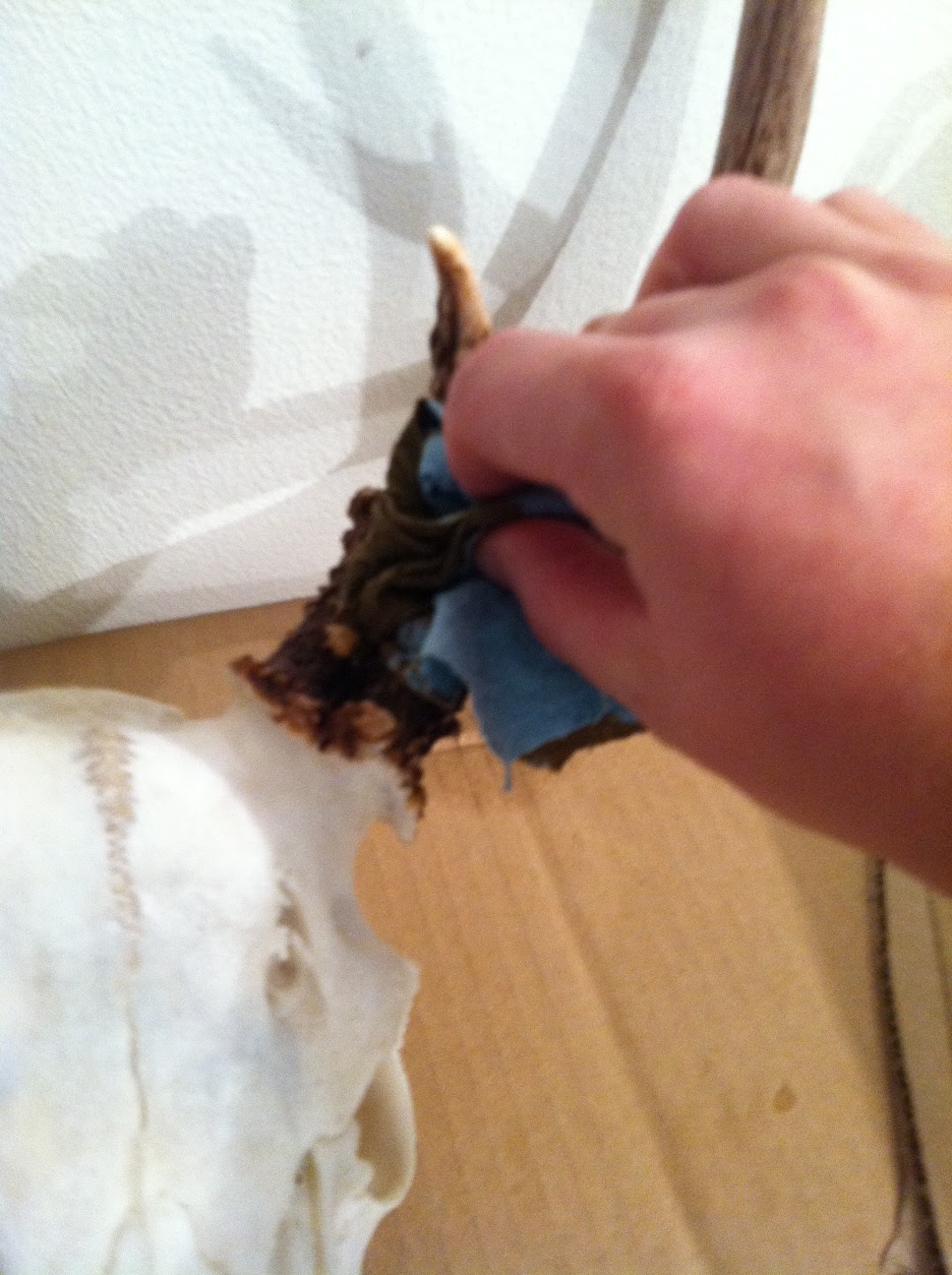 Bones n' Broadheads: European Mounts