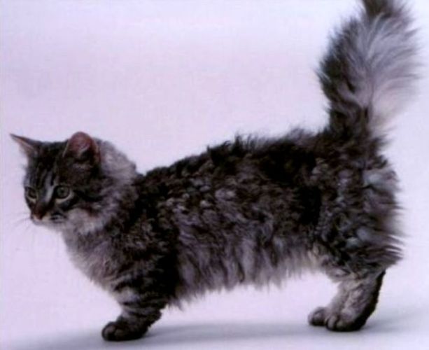 Pengenalan kucing MUNCHKIN - KEKUCING