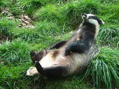 Latest Funny Pictures: Funny Badger