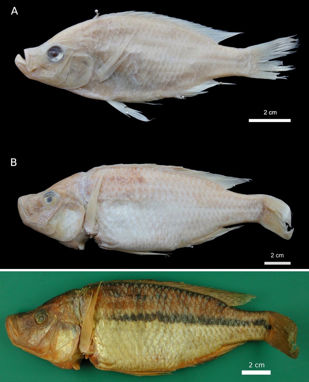 Species New to Science: [Ichthyology • 2020] Protomelas krampus • A New ...