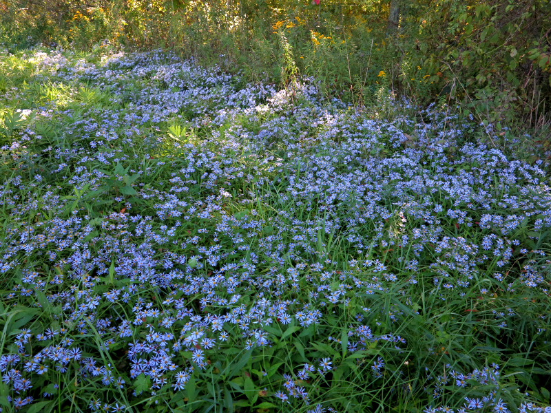 The Joyce Road Neighborhood Wildflower Blue Wood Aster