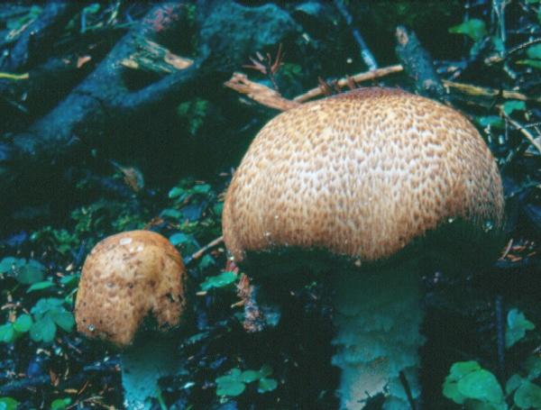 I Miei Funghi: Le Varie Specie di Funghi