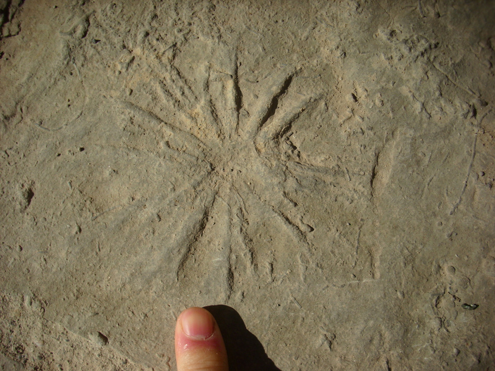 MUSEO PALEONTOLÓGICO DE SOBRARBE: Icnofósiles paleógenos del flysch en ...