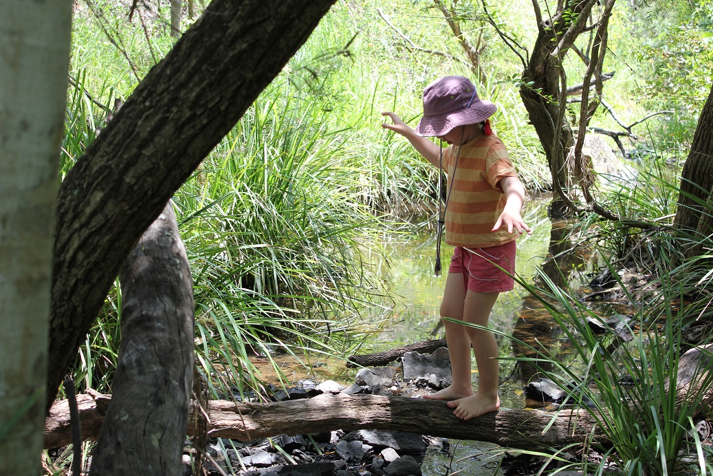 Brisbane Backyard Naturalist