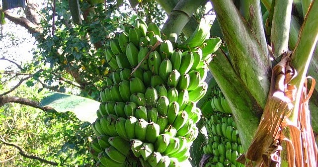 Banana In The Philippines: Banana in the Philippines : Saba Banana ...
