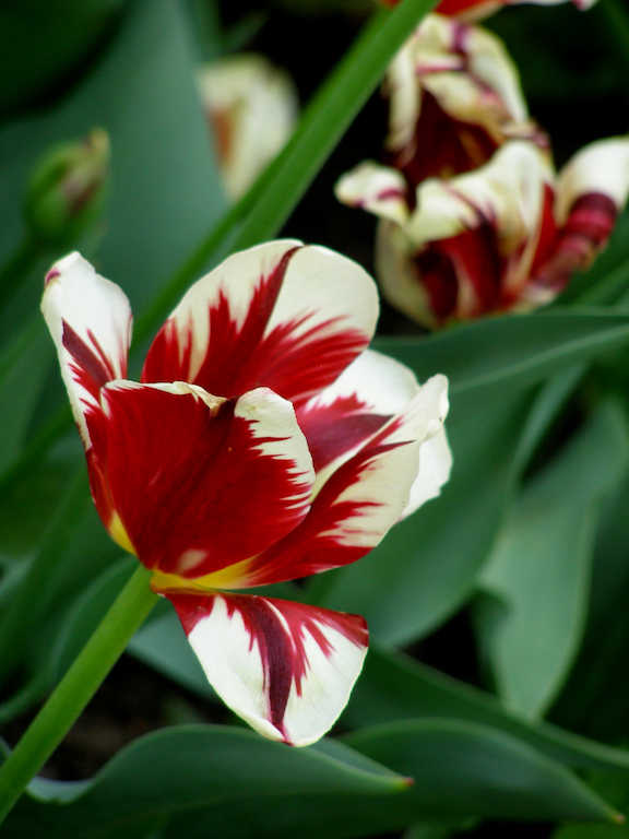 synch-ro-ni-zing: Tulip