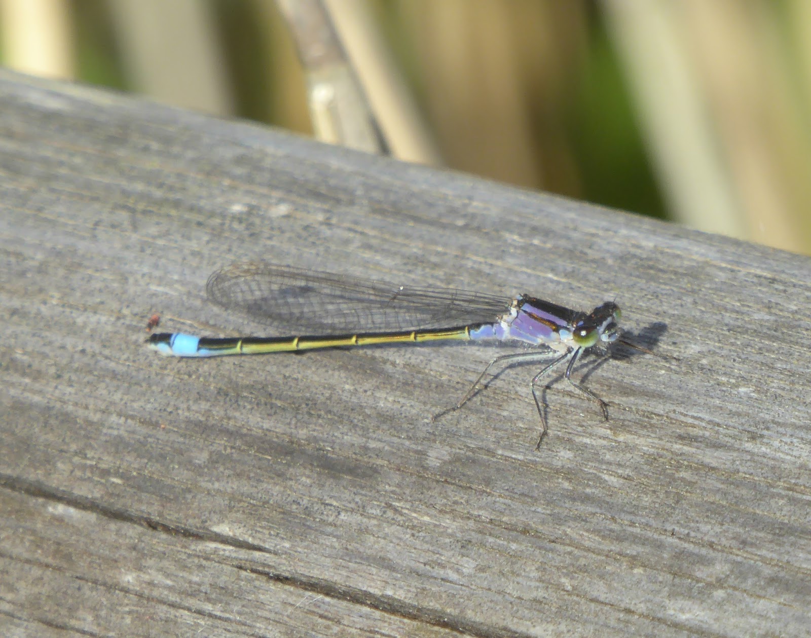 Wild and Wonderful: Here be Dragons... and a couple of Damsels
