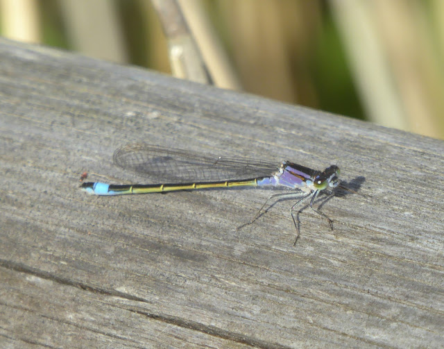 Wild and Wonderful: Here be Dragons... and a couple of Damsels