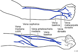 Ilmu kesehatan dan umum : lokasi vena untuk pemasangan infus