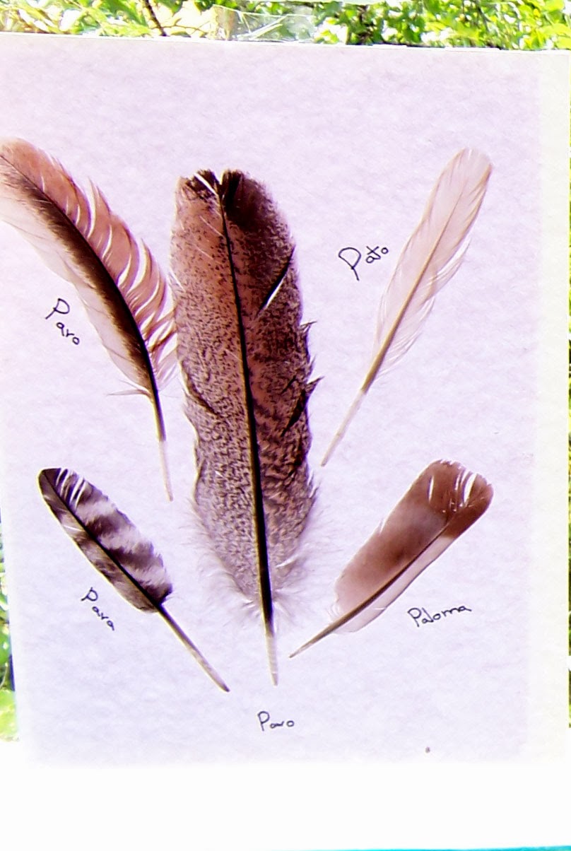 RESÚMENES Y ESQUEMAS: Colección de plumas