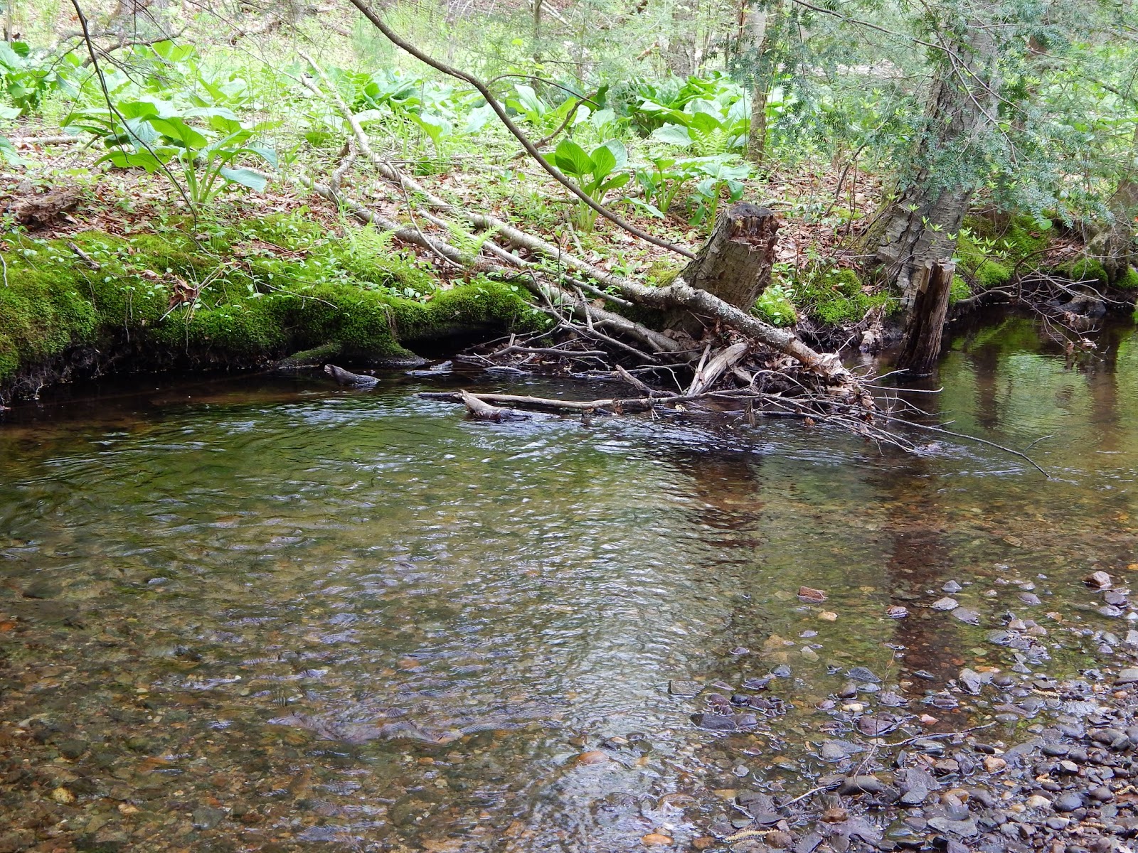 Small Stream Reflections: The Mini Muddler