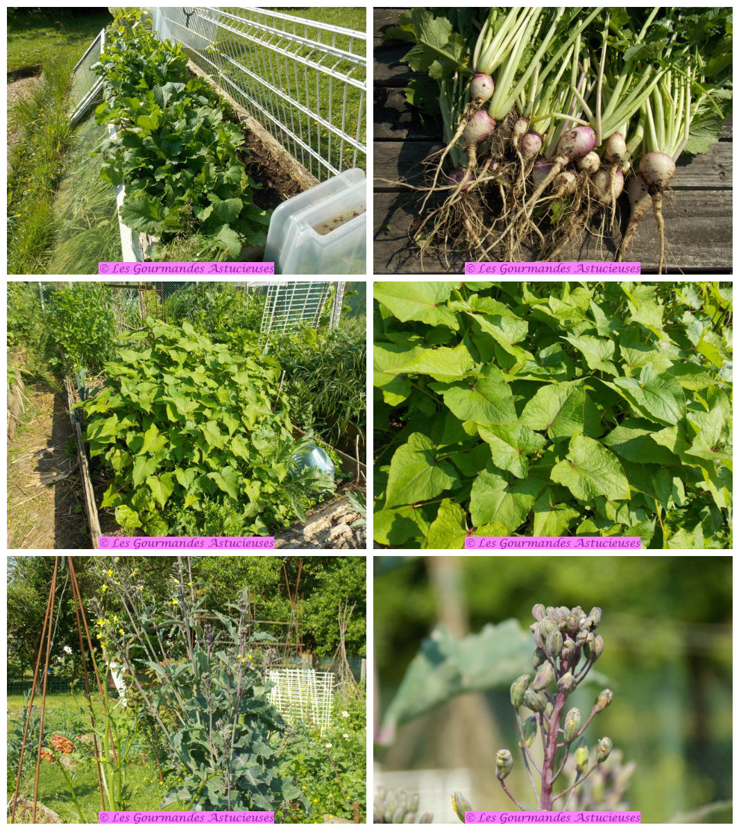 Mini-navets, épinards d'Asie, fleurs de choux et asperges, pour une ...