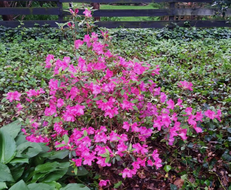 Future Plants by Randy Stewart: Encore Hybrid Azaleas