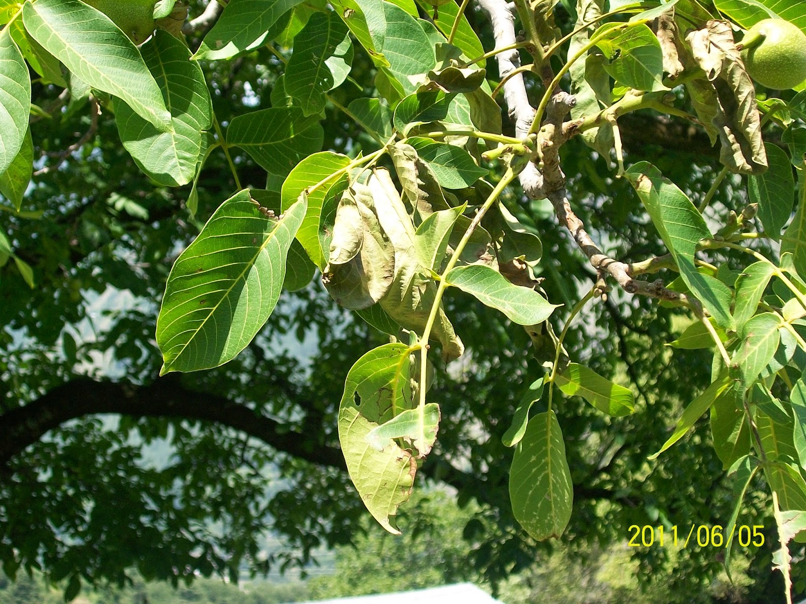 Sonal Travels - "Our Belief Repeat Customers": Manali - Nature at its Best