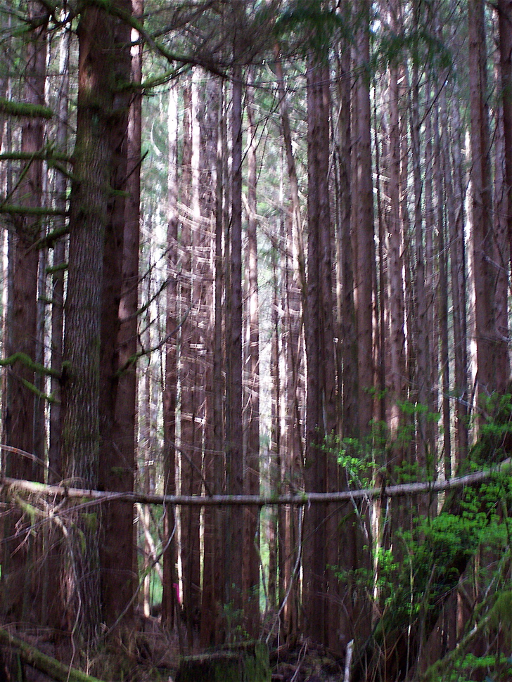 Vancouver Island Big Trees: The Chin Beach Trail Lone Cedar