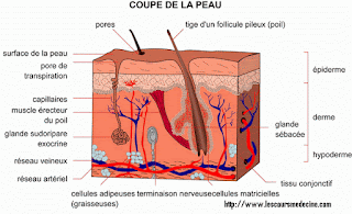 les cours medecine: ORGANES DES SENS : Récepteurs sensoriels de la peau