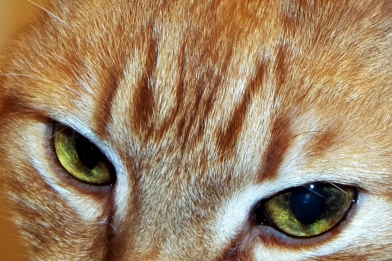 Life's Moments: Ode to An Exceptional Orange Cat