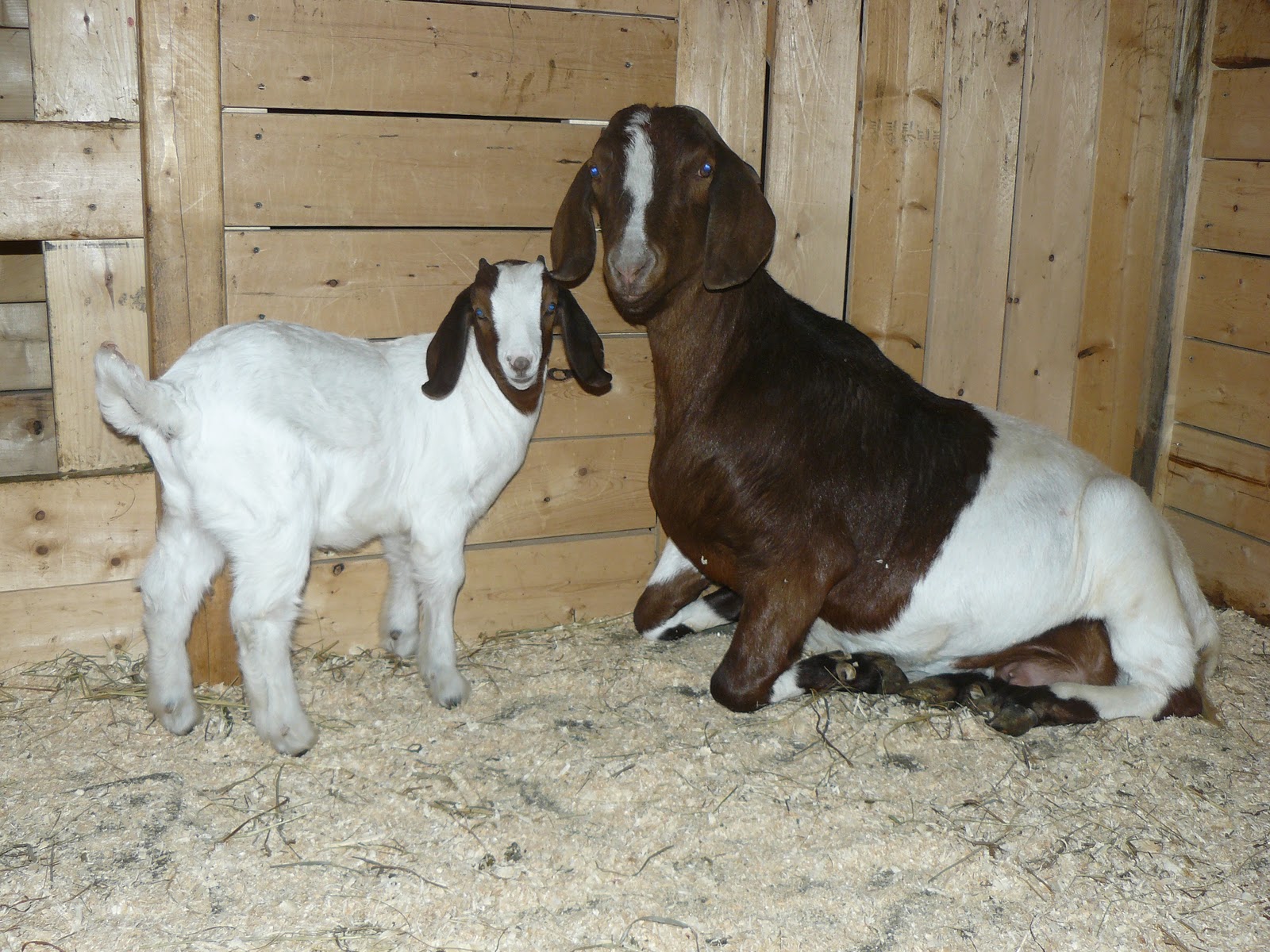 Ferme Felicity: Élevage de Chèvres Boer