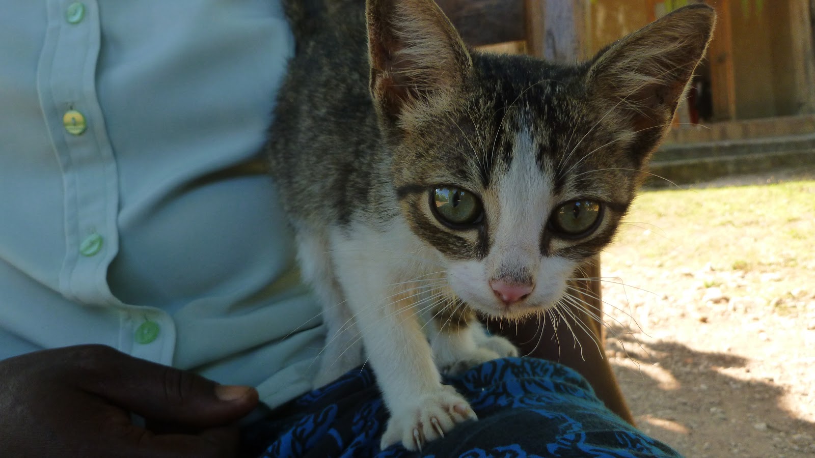 The LP House: Haitian Cat