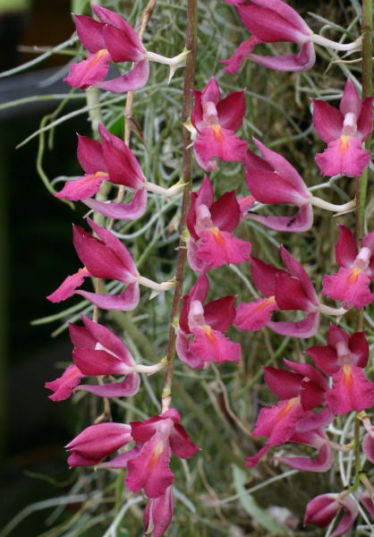 Orquideas Asia: Rodriguezia Lanceolata