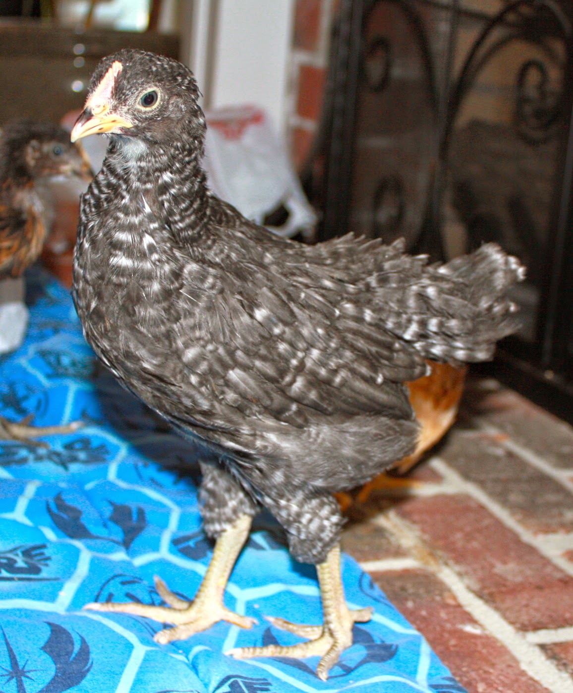 Breed Spotlight: Barred Plymouth Rock