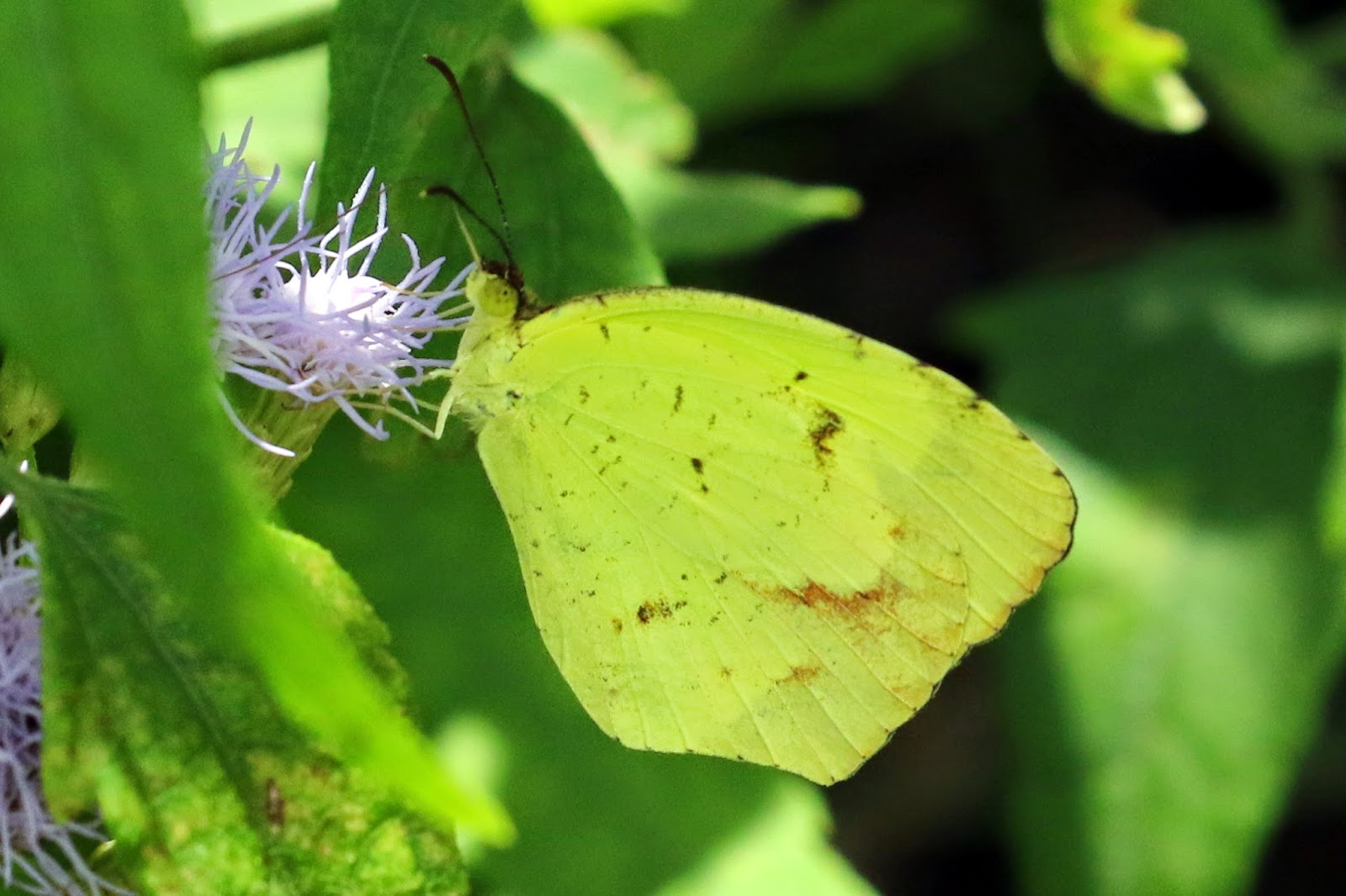 Rio Grande Valley Butterflies: Red-sided Swallowtail at National ...