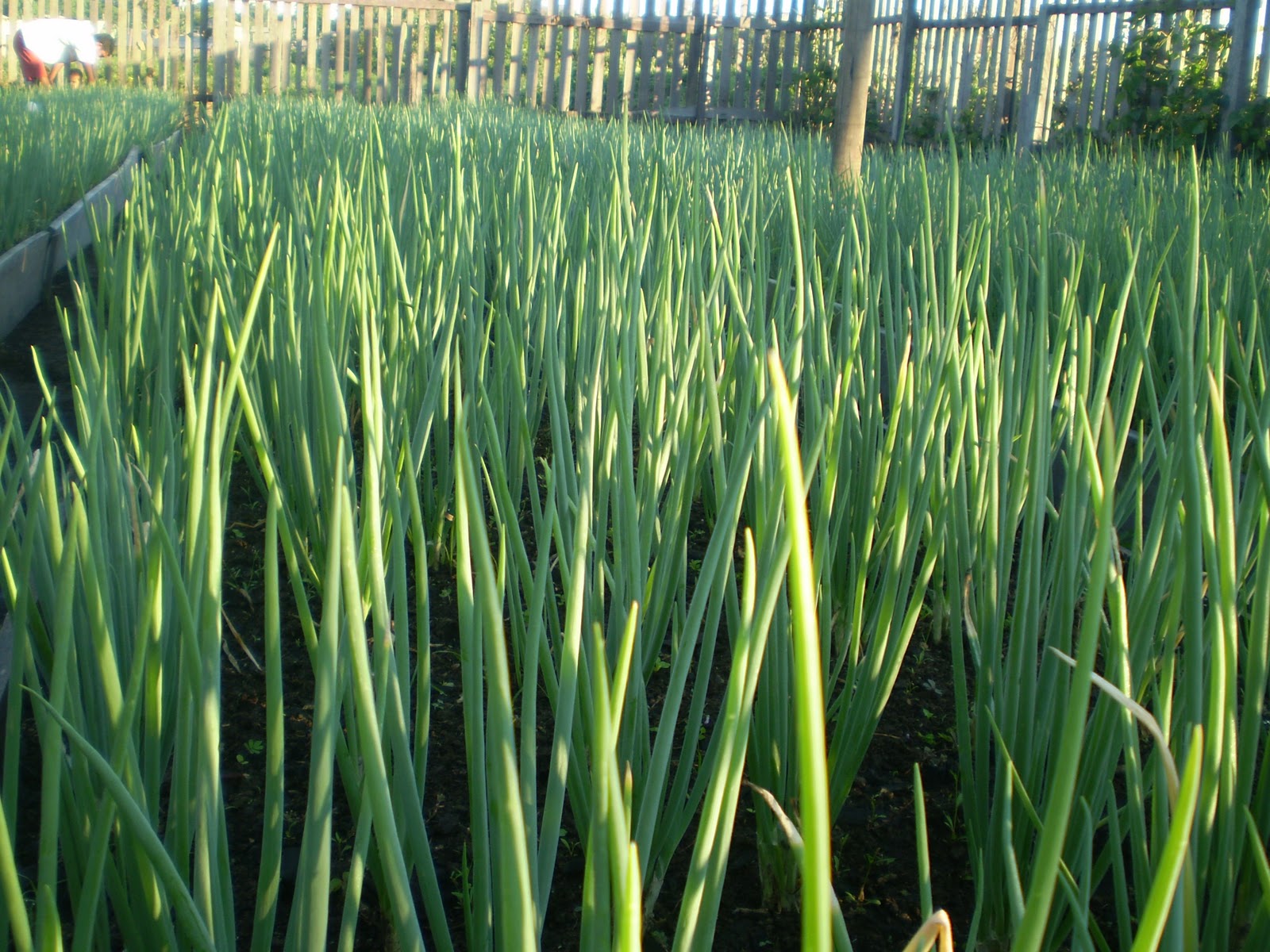 Horticultura Verde Vale: Cebolinha