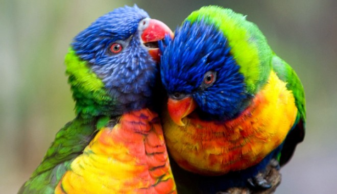 Pasari exotice pe fir: intreaba un domn intr-un magazin de animale exotice.