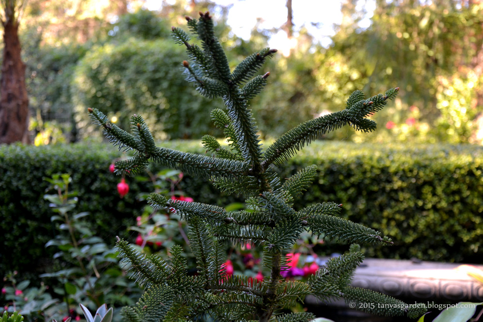 MySecretGarden: September Garden Pictures