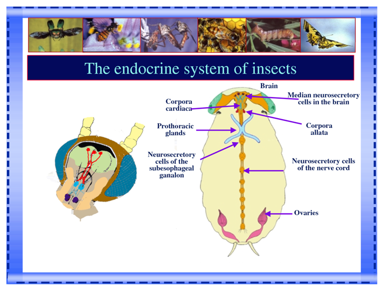 Inside: Sistema Endócrino de Insetos