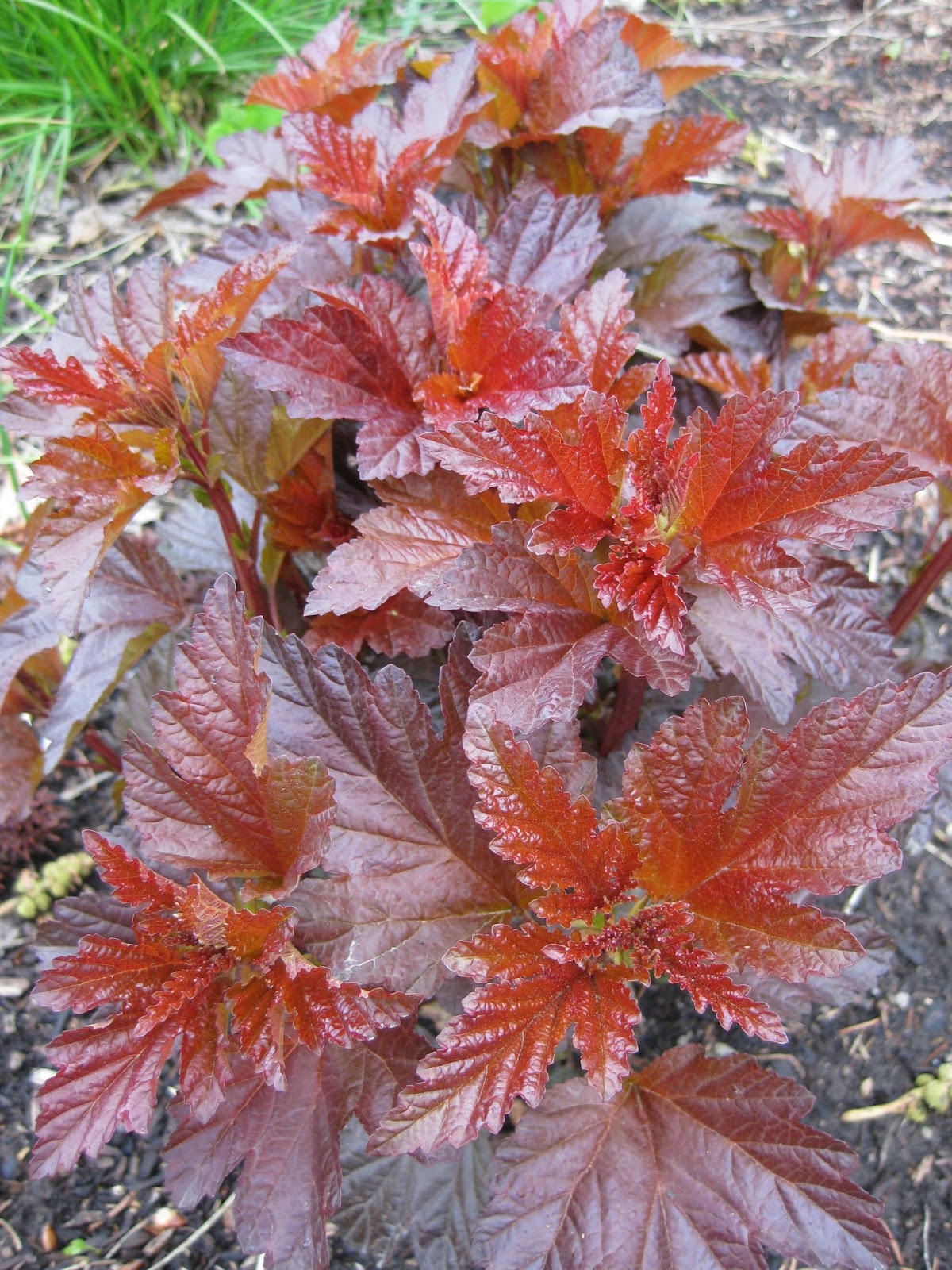 Rotary Botanical Gardens - Hort Blog: Nifty Ninebarks