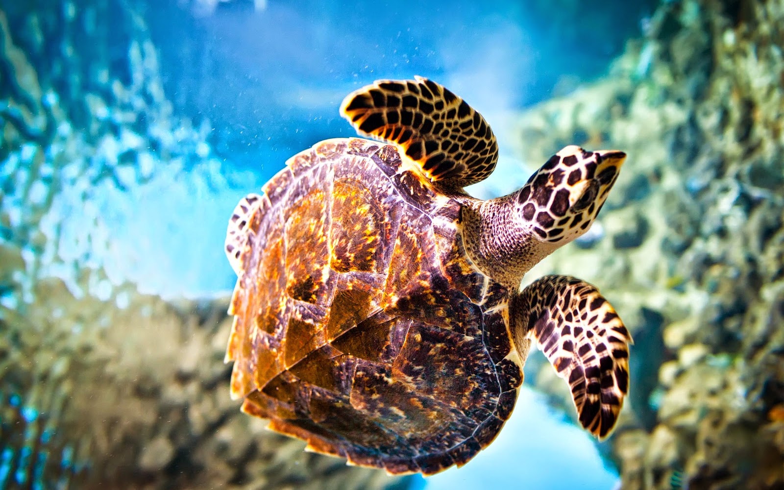 Sea Turtle - HD Wallpapers | Earth Blog