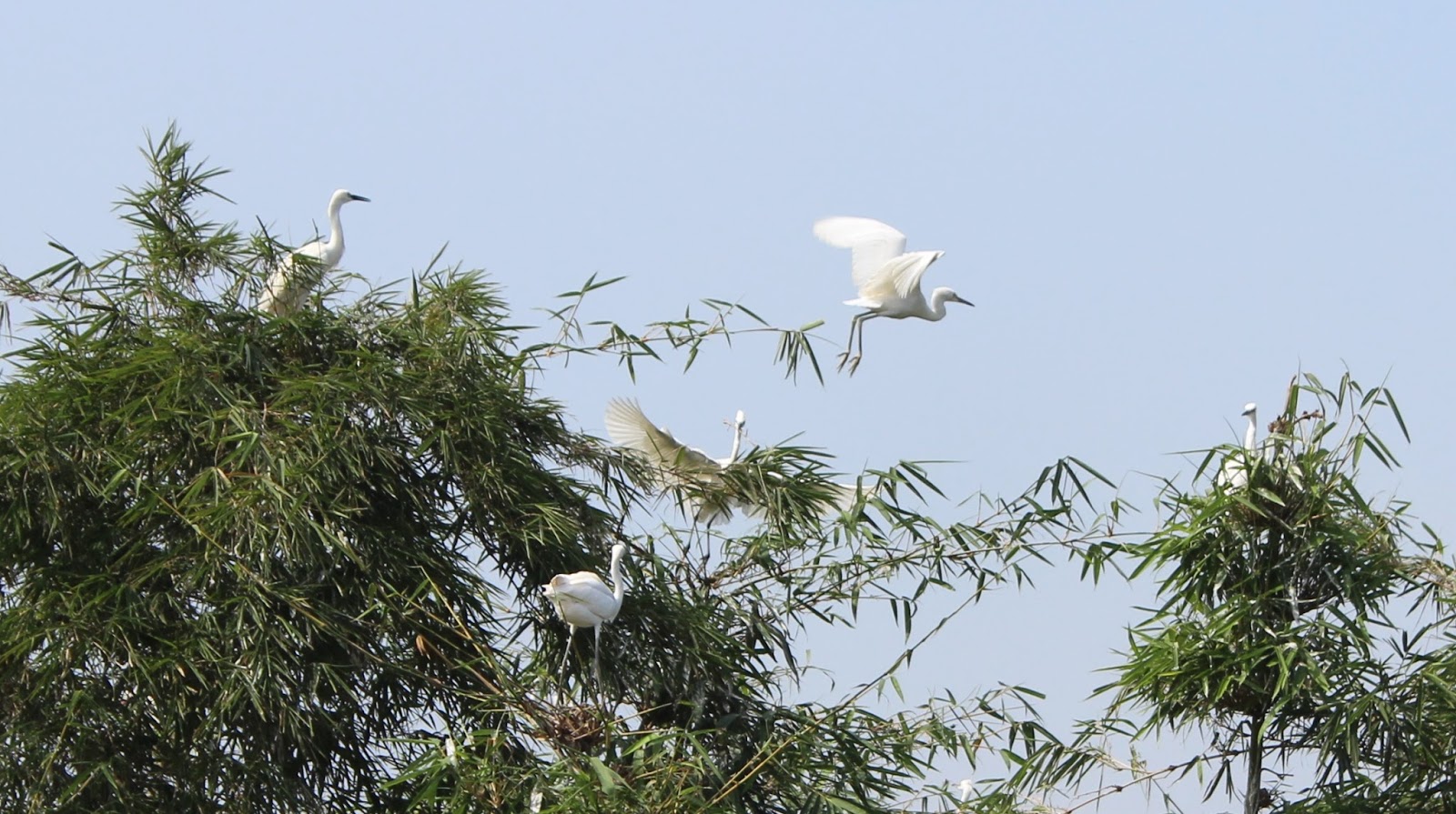 Wisata Unik di Kampung Blekok | Uncle Seronok