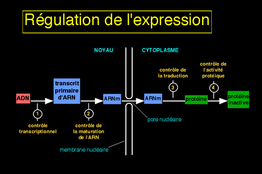 Régulation de l’expression des gènes ~ COURS de la pharmacie