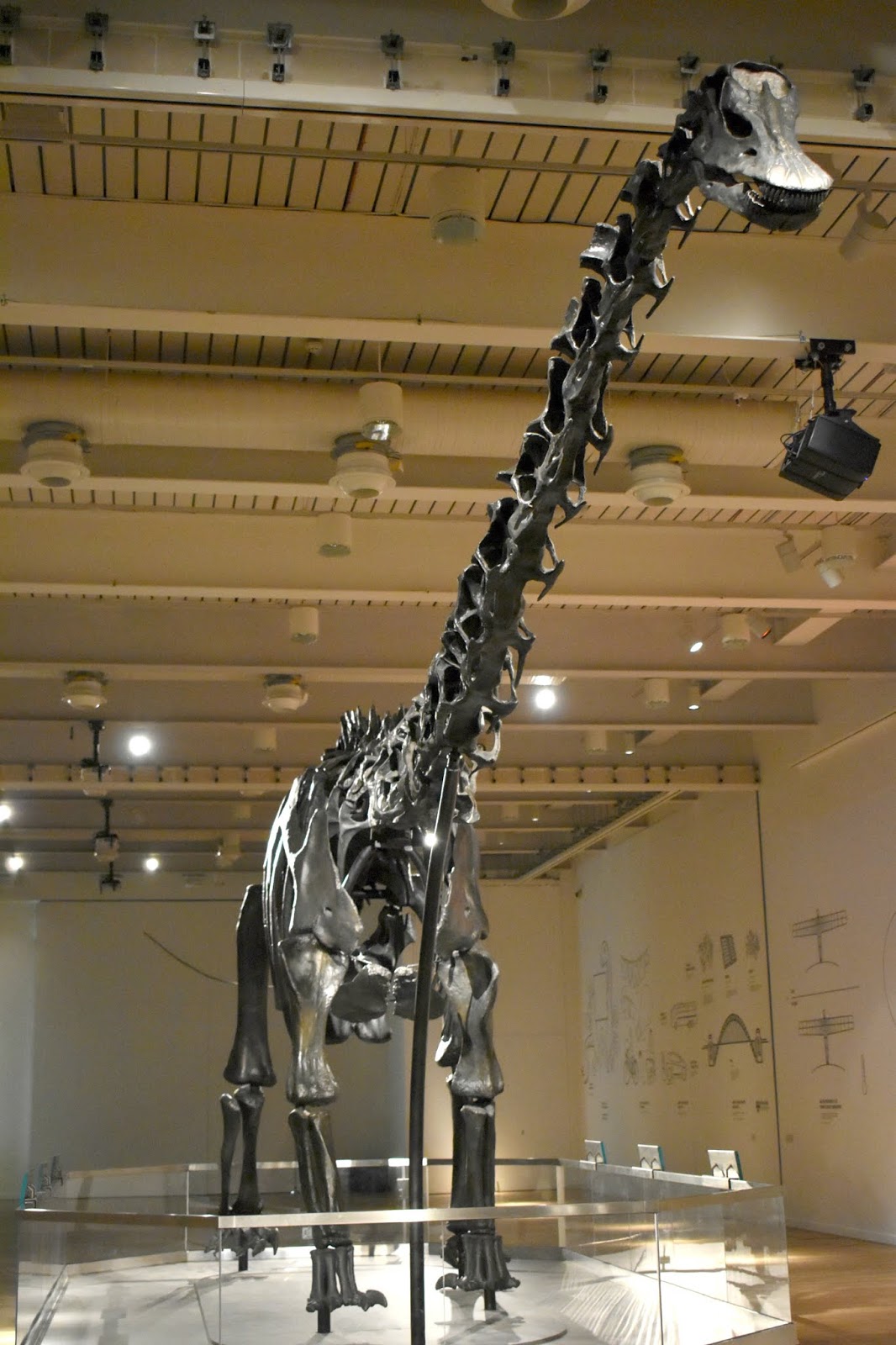 See Dippy the Dinosaur in Newcastle at Great North Museum Hancock | New ...