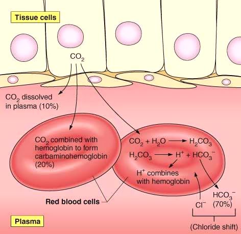 Seven Days per Week: SPM Biology 10 Transport (Part 4)