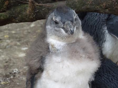 Scatterlings of Africa: Amazing Trip: Cape Town in Pictures (mostly)