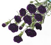 Dowd's Flower Shop: Moon Series Carnations