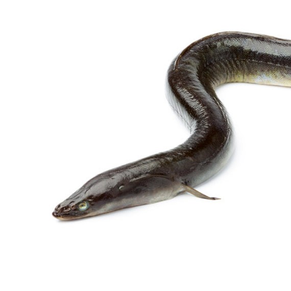 Europese subsidie voor redding vele duizenden palingen - Waternieuws