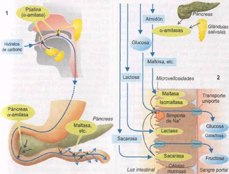 Aprendiendo un poco más: Sistema Digestivo: ¨Resumen #3¨