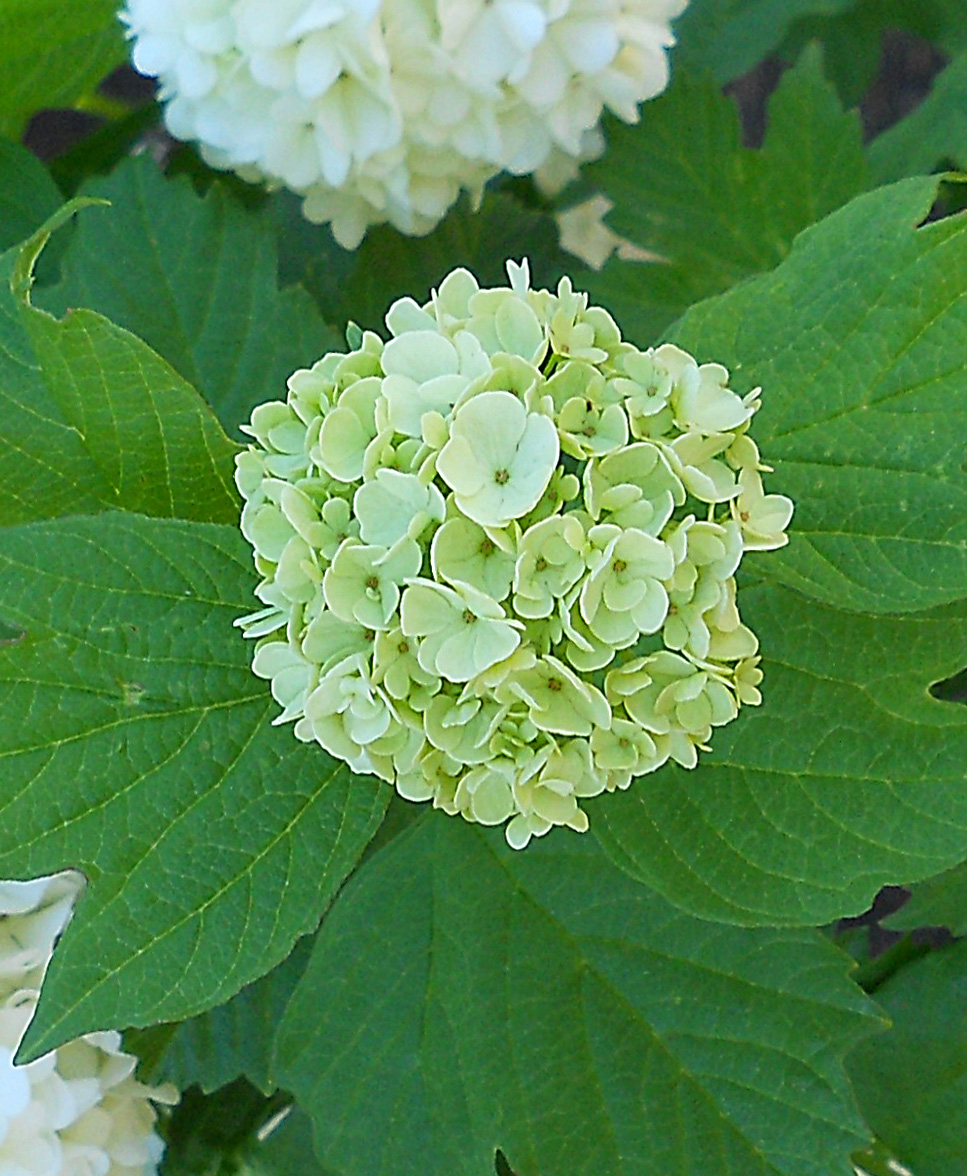 Thom Zehrfeld Photography : Snowball Trees